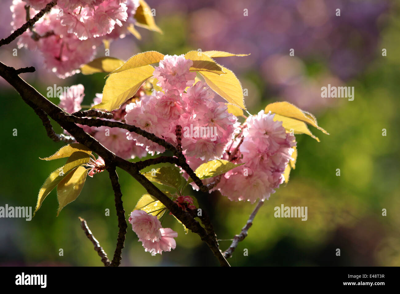Japanese cherry blossoms in the old town of Veszprem in Balaton ...