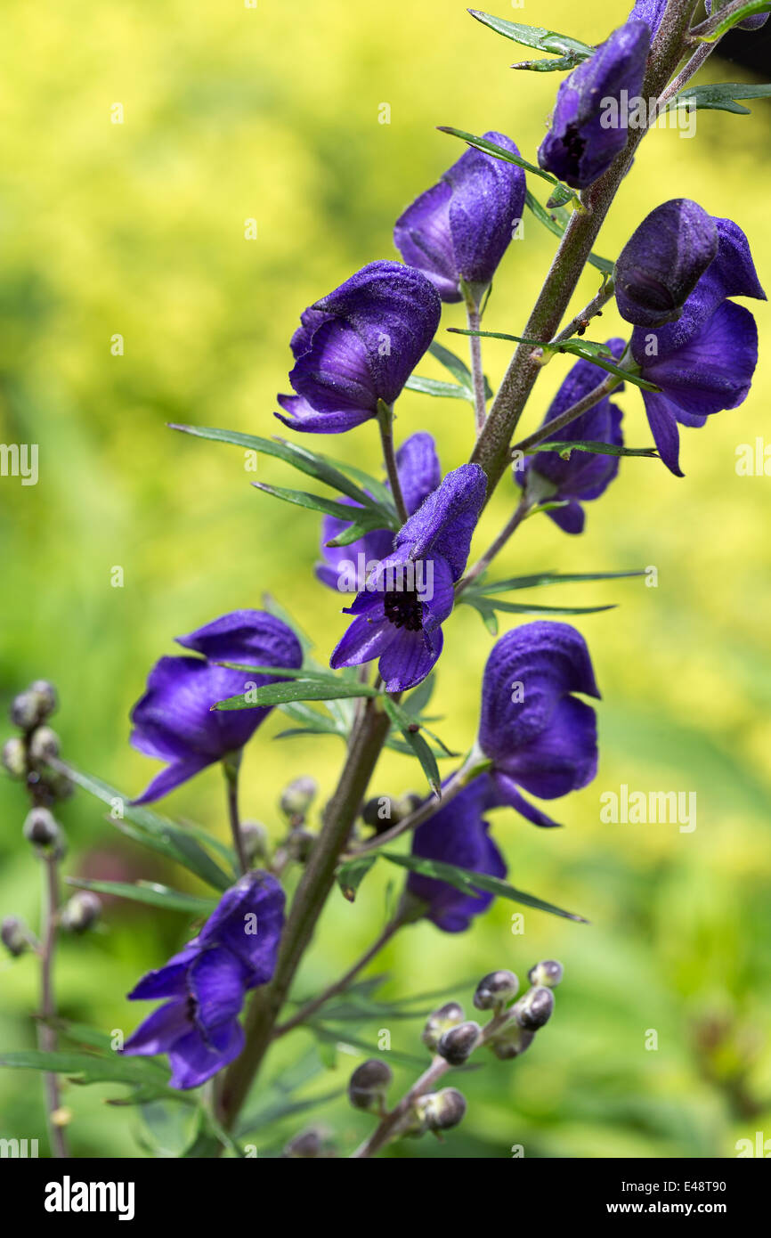 Aconitum hi-res stock photography and images - Alamy