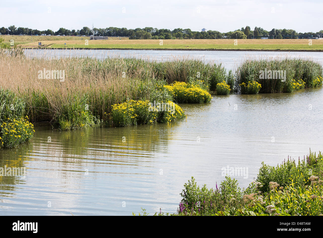 Fen ragwort jacobaea paludosa hi-res stock photography and images - Alamy