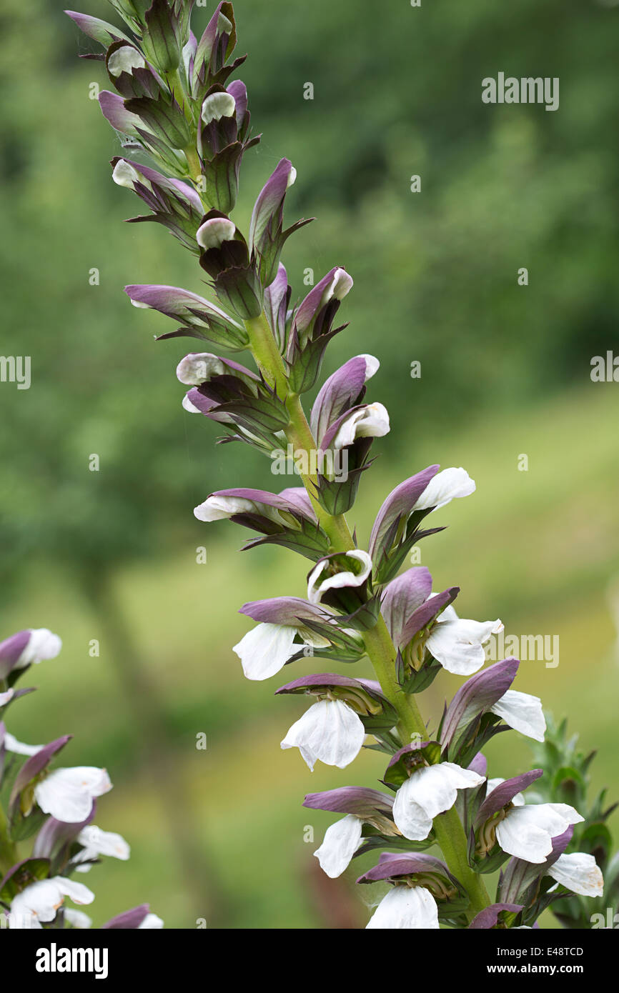 Flowers of Bear's Breeches (Acanthus mollis Stock Photo - Alamy