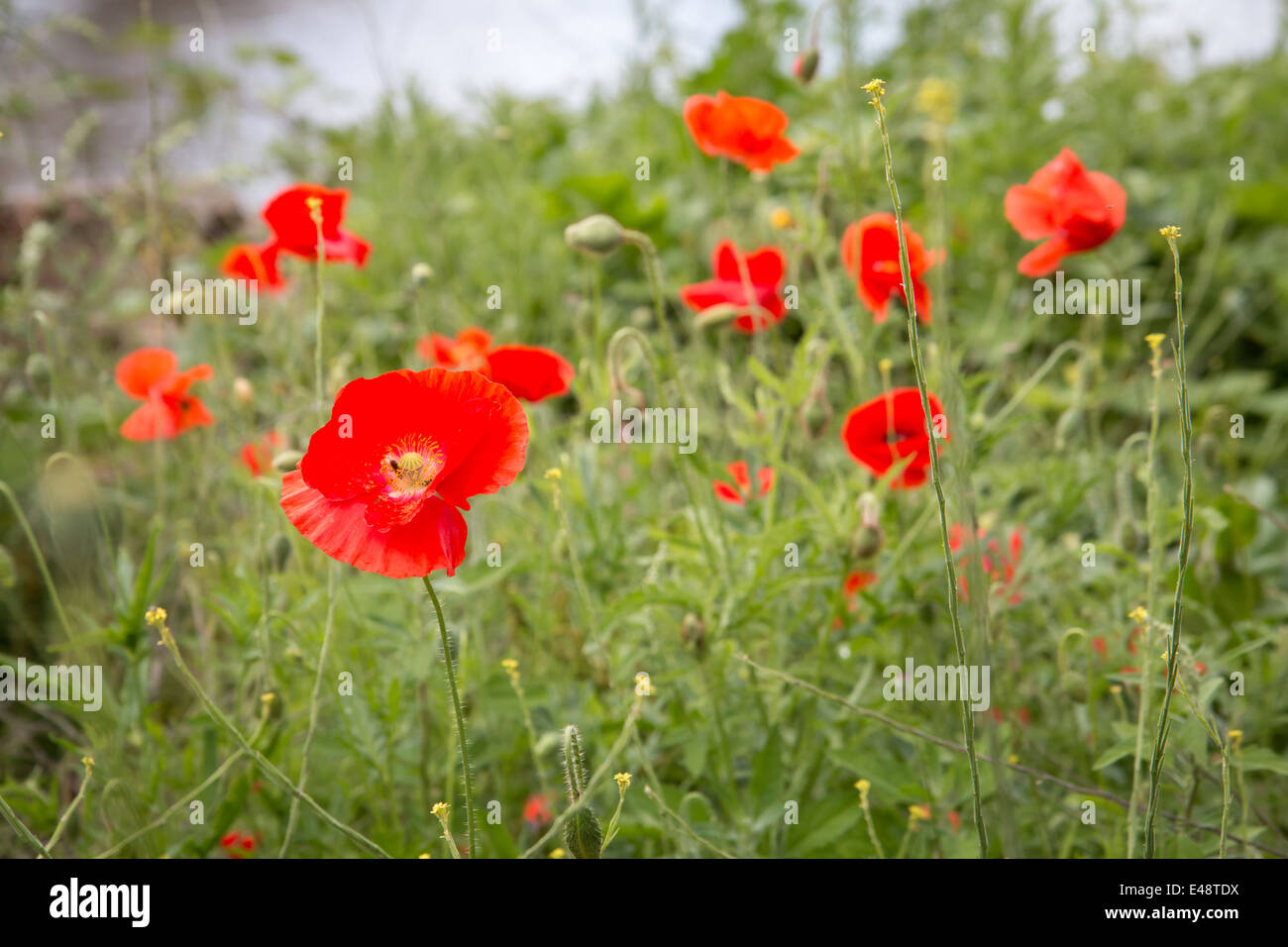Poppy remembrance flower field hi-res stock photography and images - Alamy