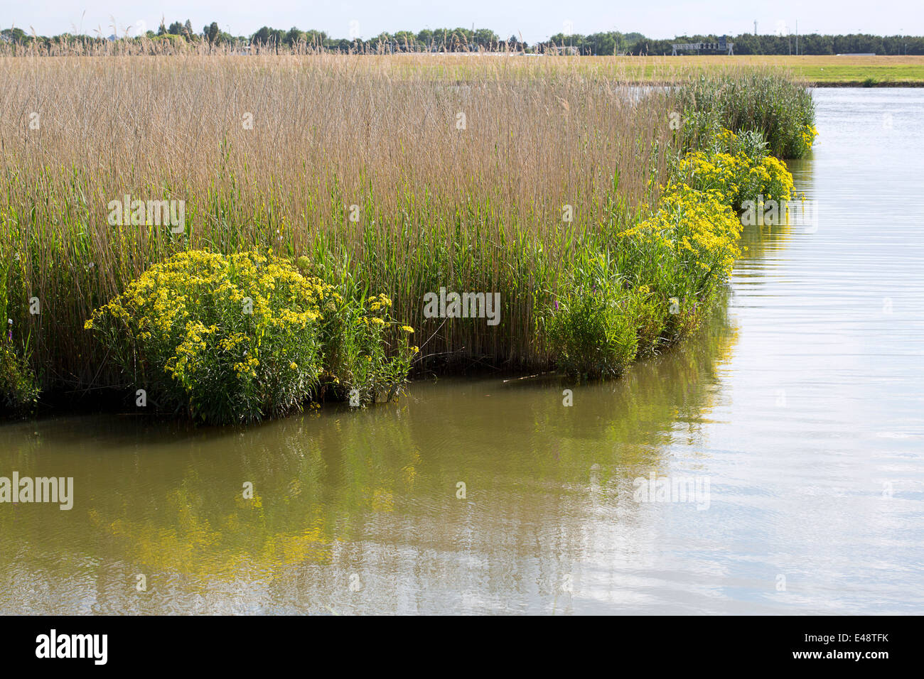 Fen ragwort hi-res stock photography and images - Alamy