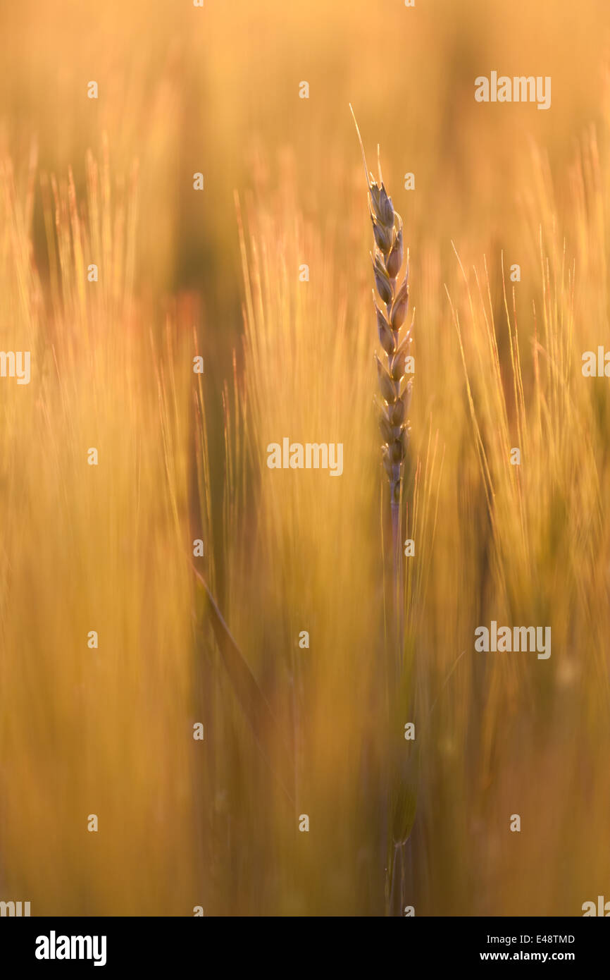 Weed in Barley Field Stock Photo - Alamy