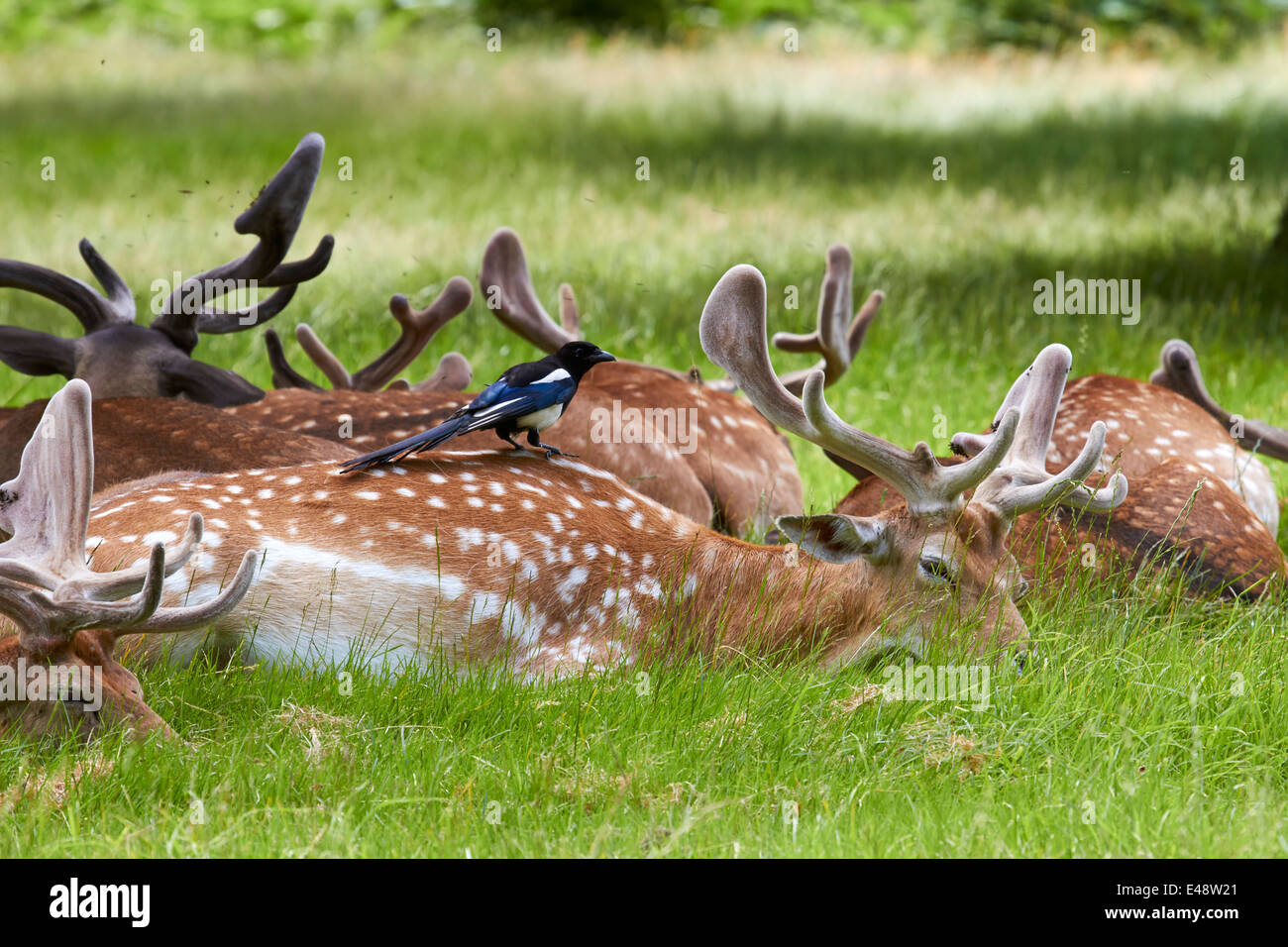 Fallow deer antlers hi-res stock photography and images - Alamy