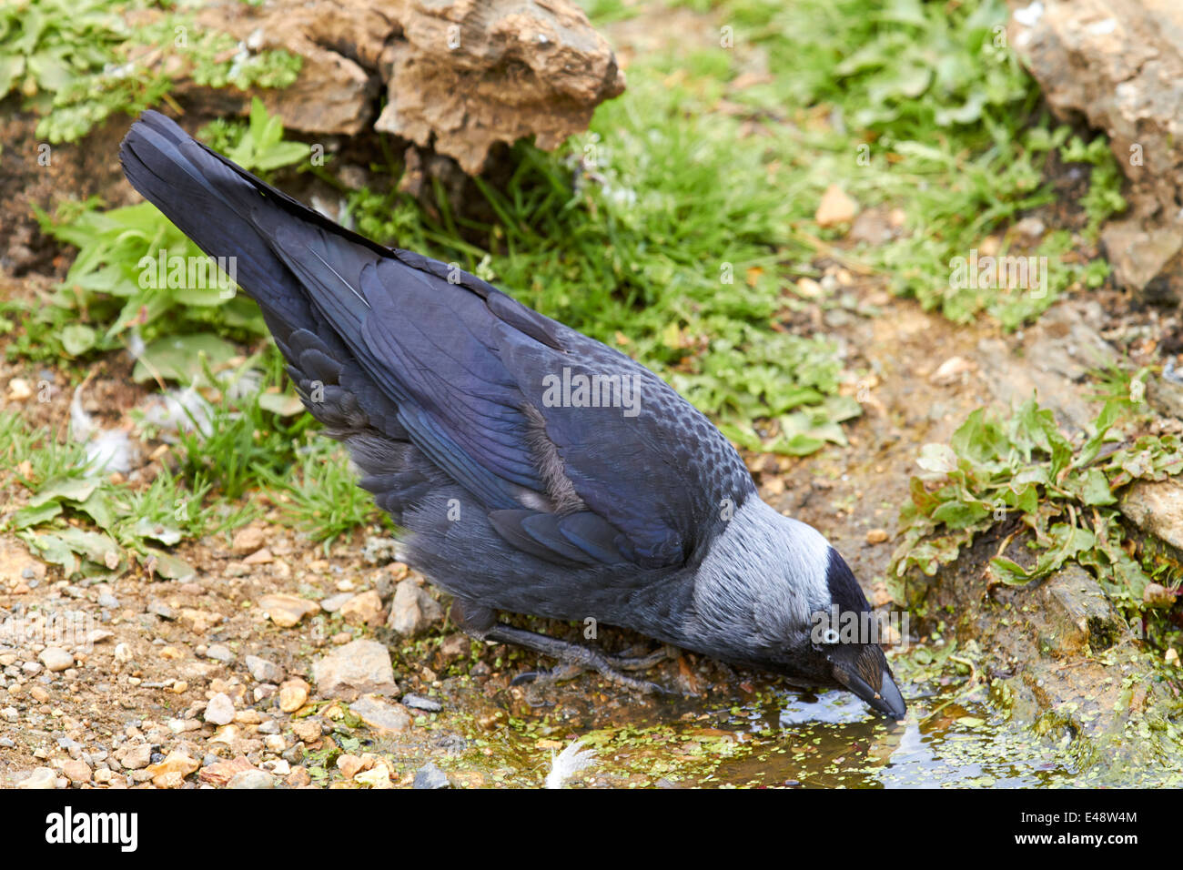 Crow drinking water hi-res stock photography and images - Alamy