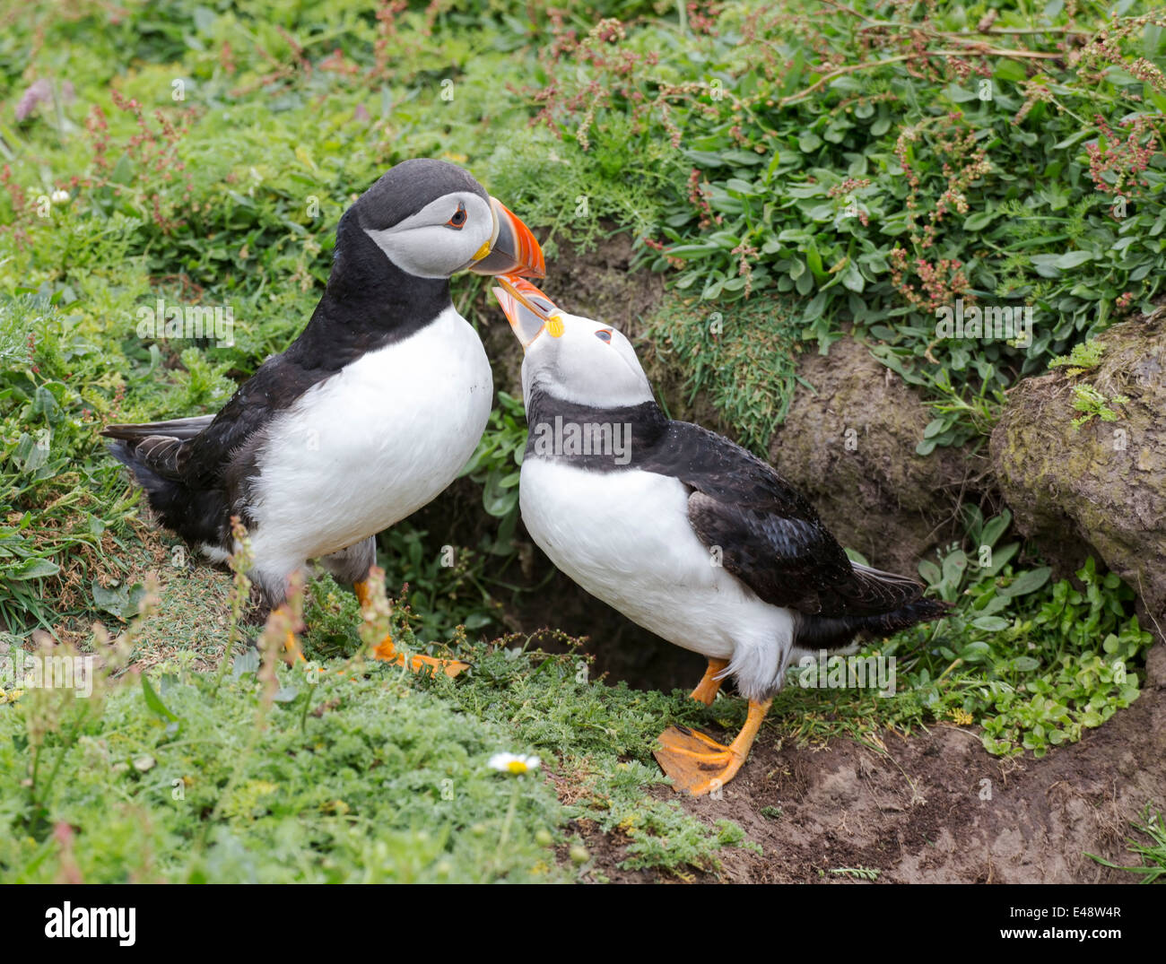 Puffin breeding season hi-res stock photography and images - Alamy