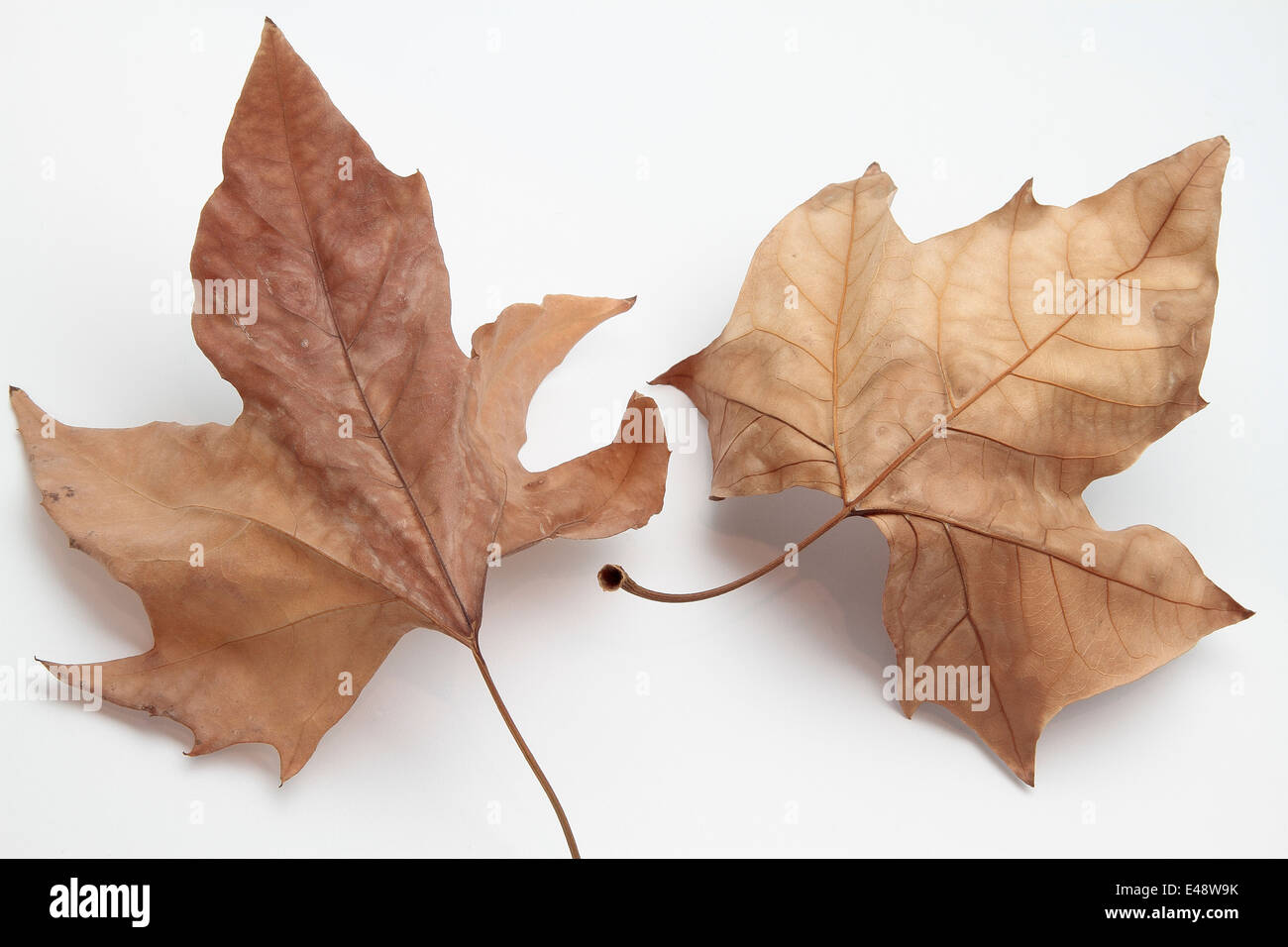 picture of two dry leafs on white background Stock Photo - Alamy