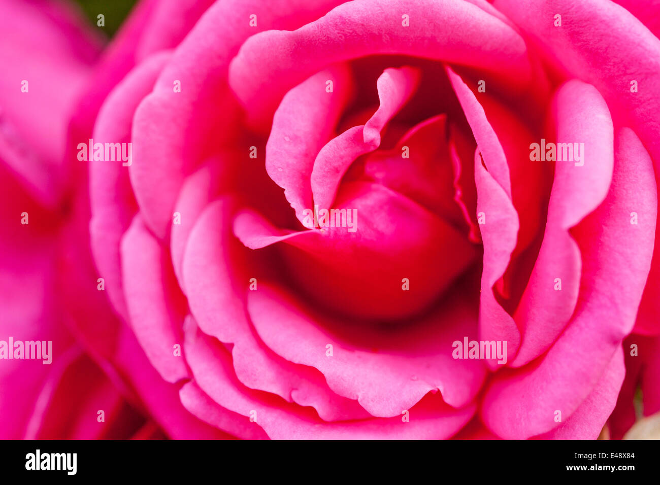 Latin rosa hi-res stock photography and images - Alamy