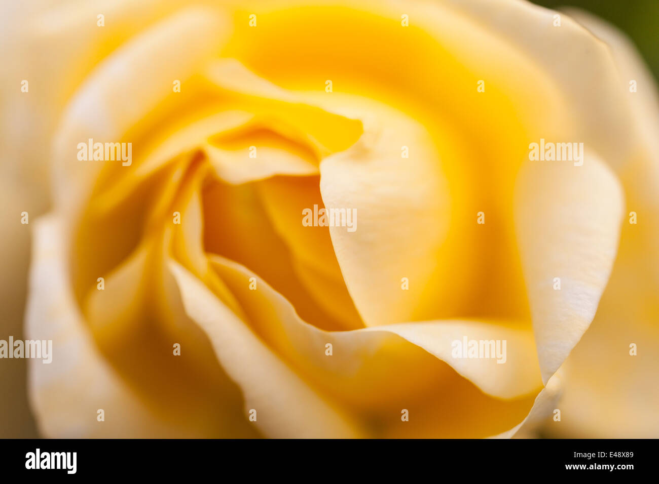 Latin rosa hi-res stock photography and images - Alamy