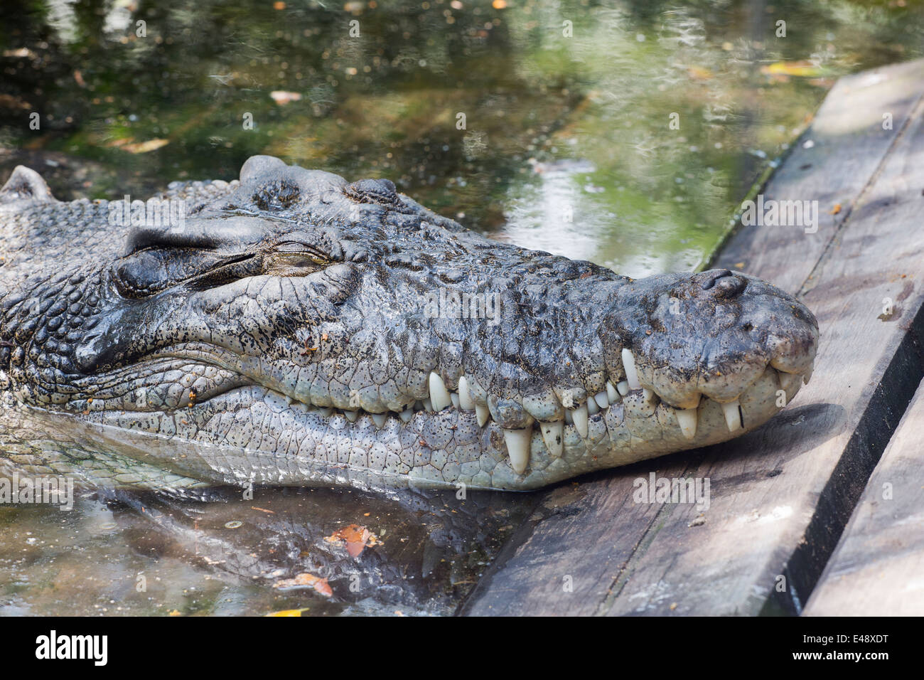 Hypercarinivorous hi-res stock photography and images - Alamy