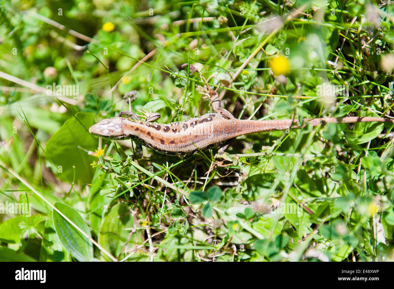 Green lizard in the grass Stock Photo - Alamy