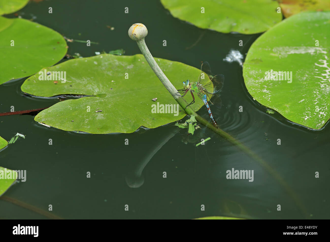 Blue Emperor (Anax imperator Stock Photo - Alamy
