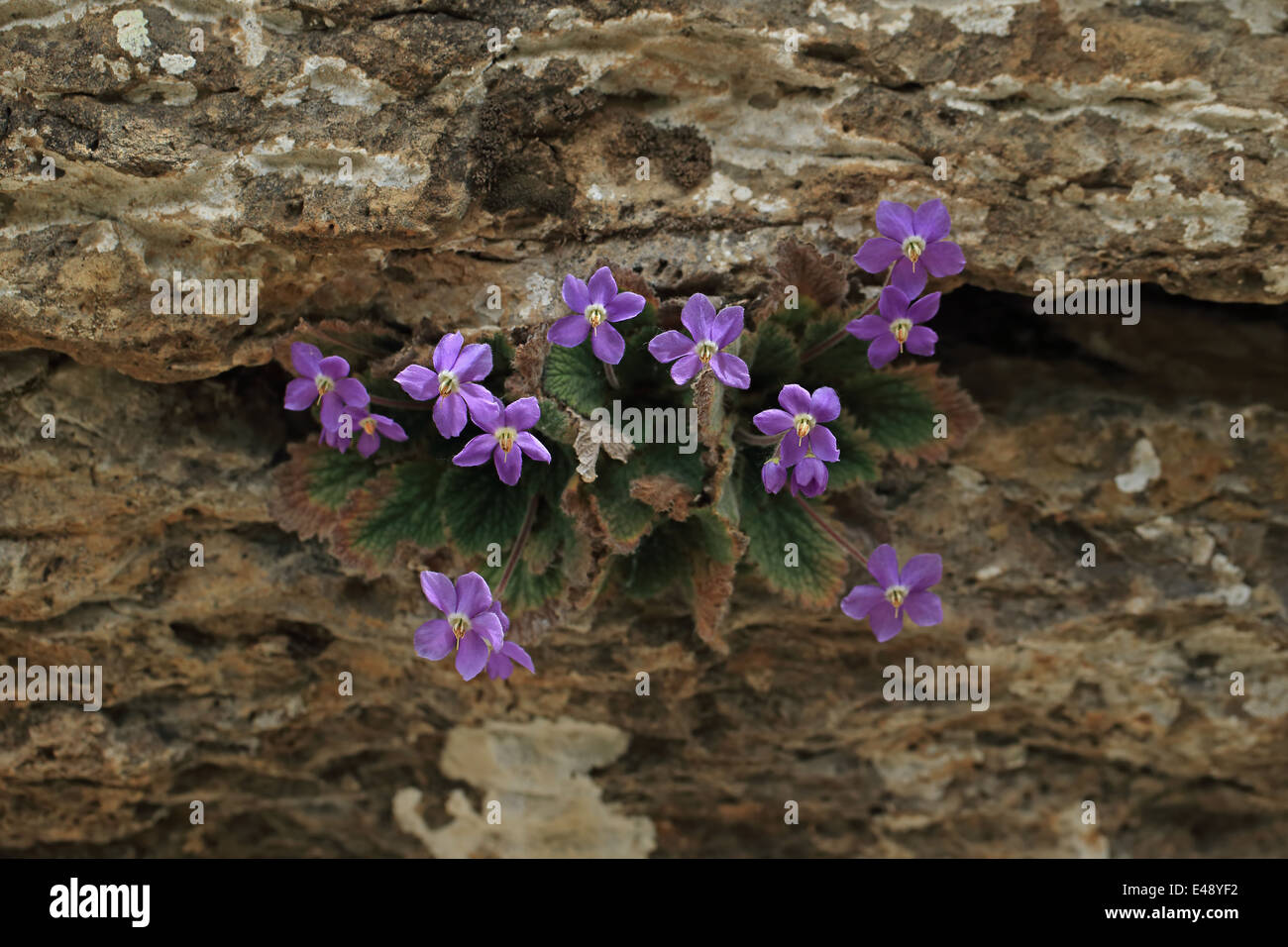Ramonda aka Pyrenean Violet aka Rosette Mullein Stock Photo - Alamy
