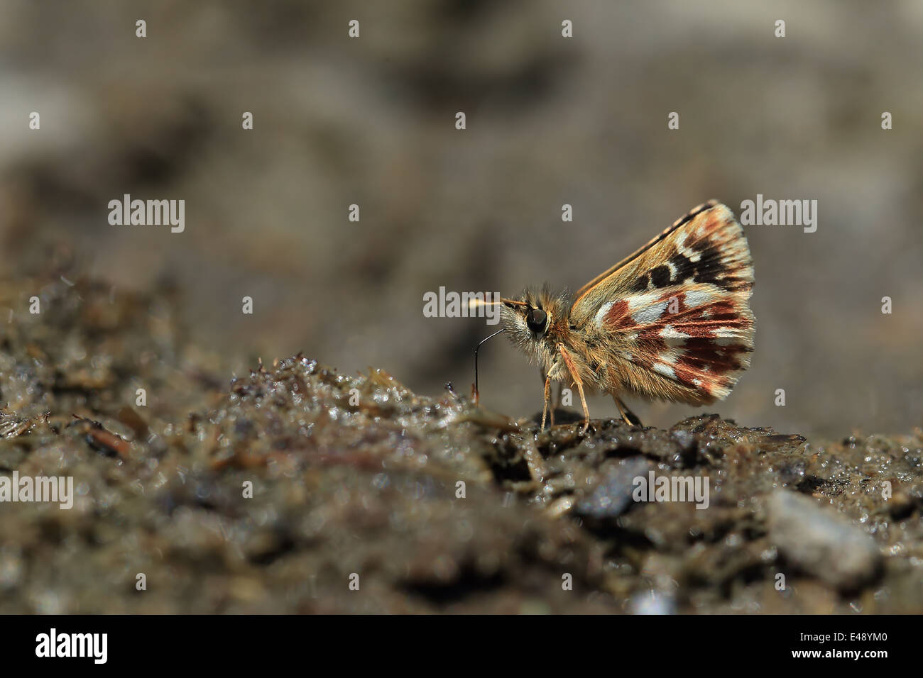 Red Underwing Stock Photos & Red Underwing Stock Images - Alamy