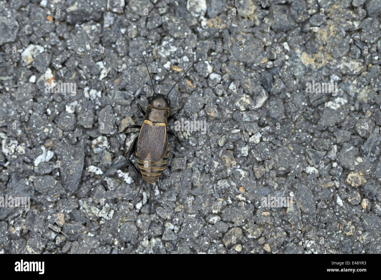 Gryllus hi-res stock photography and images - Alamy