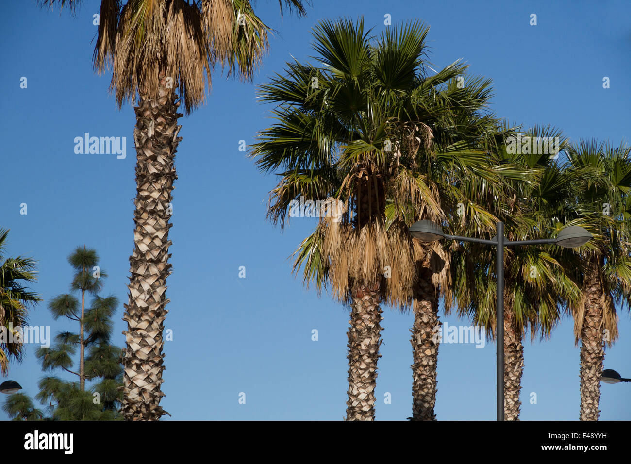 Valencia palm trees hi-res stock photography and images - Alamy