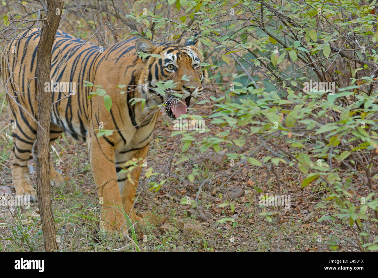 Wild tiger in the bushes in Ranthambore tiger reserve Stock Photo - Alamy