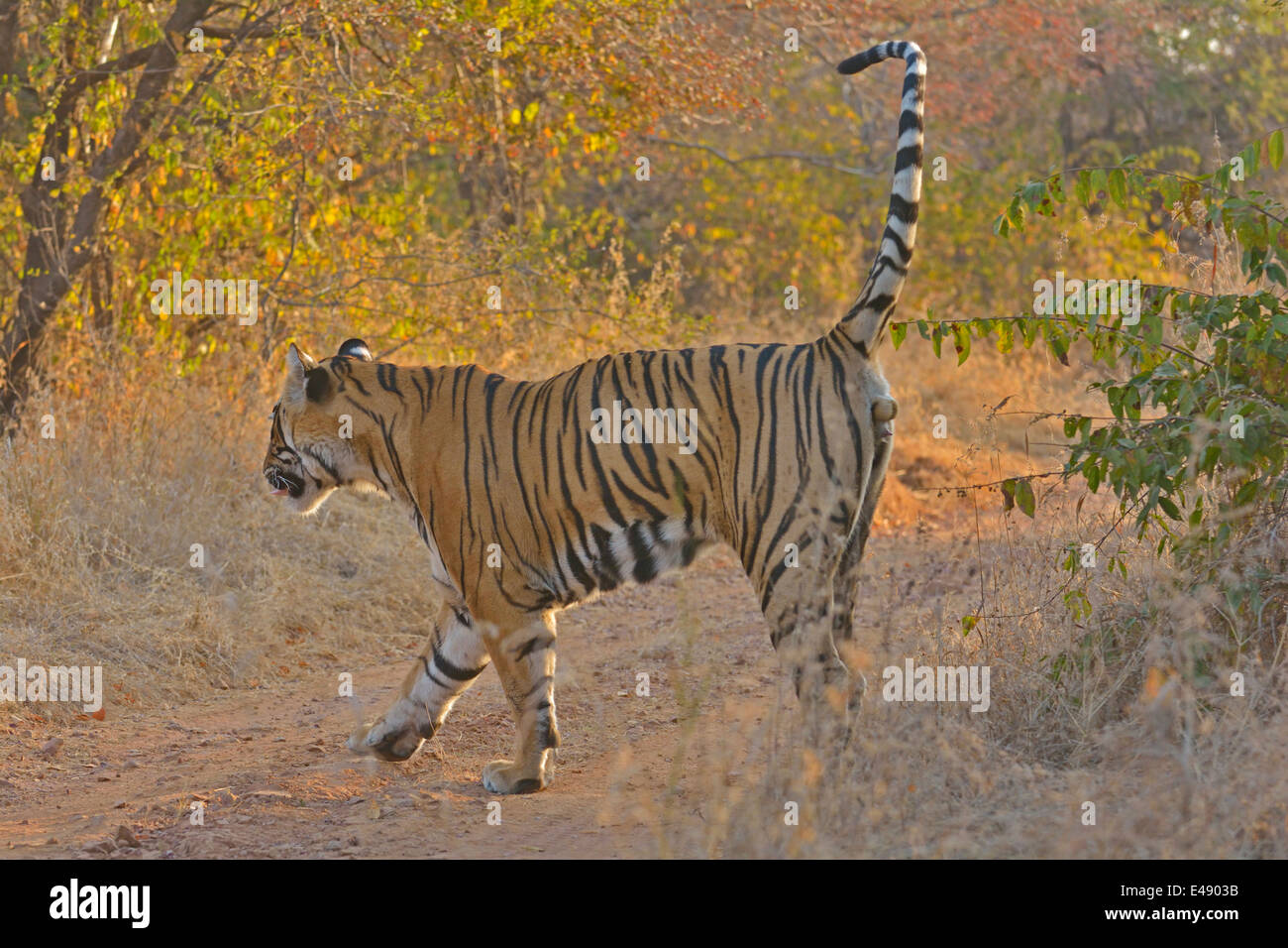 Scent marking Tiger on a cold winter morning in the dry deciduous ...