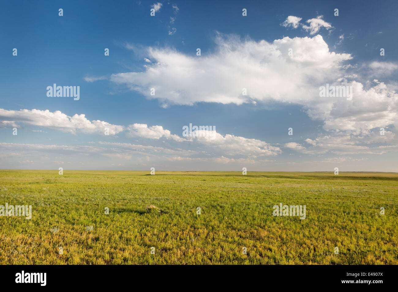 short grass prairie in springtime - Pawnee National Grassland in Weld ...