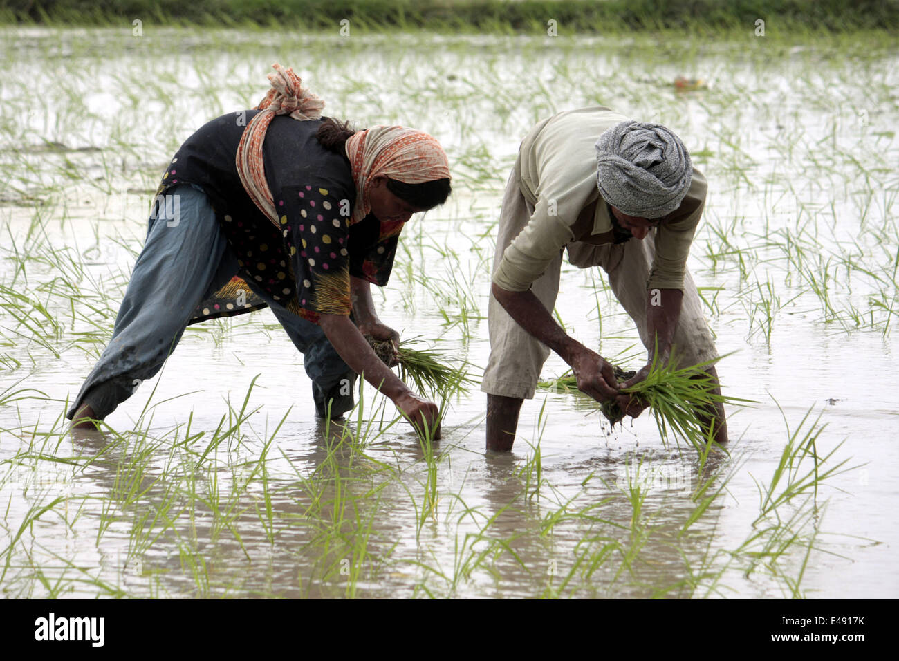 Lahore. 6th July, 2014. Pakistani farmers plant rice seedlings in a ...