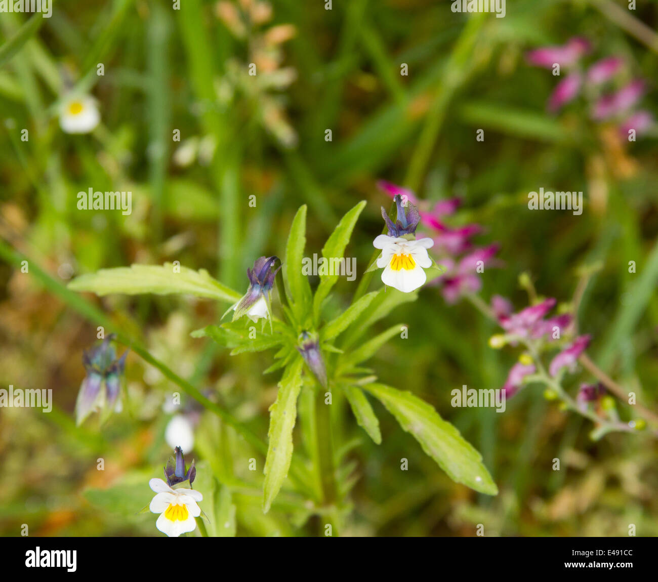 English pansy hi-res stock photography and images - Alamy