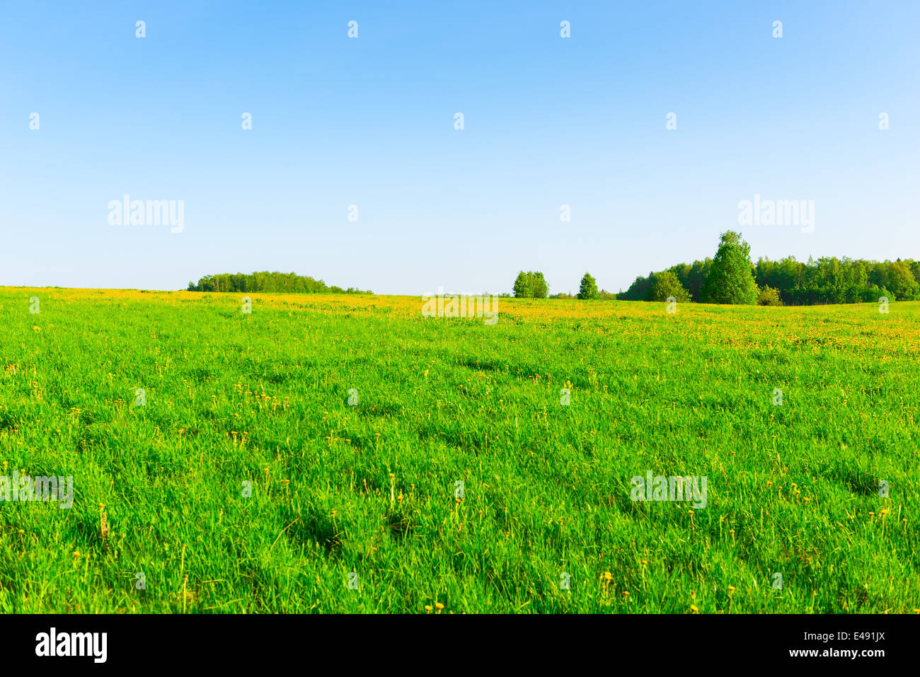 beautiful Russian field and cloudless sky Stock Photo - Alamy