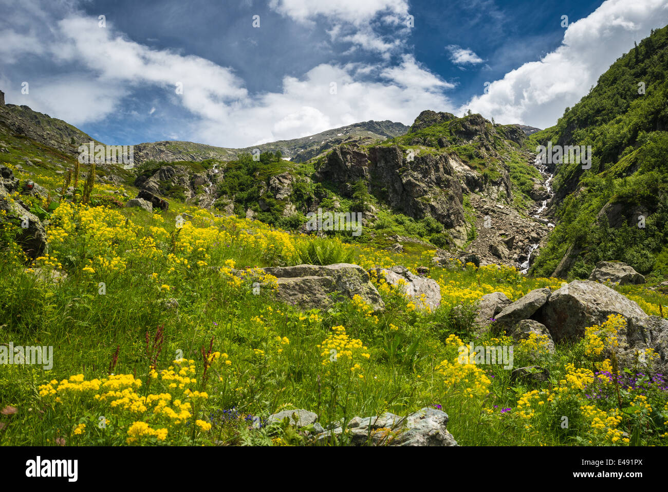 Green and yellow alpine blooming meadow and steep stream on rocky ...