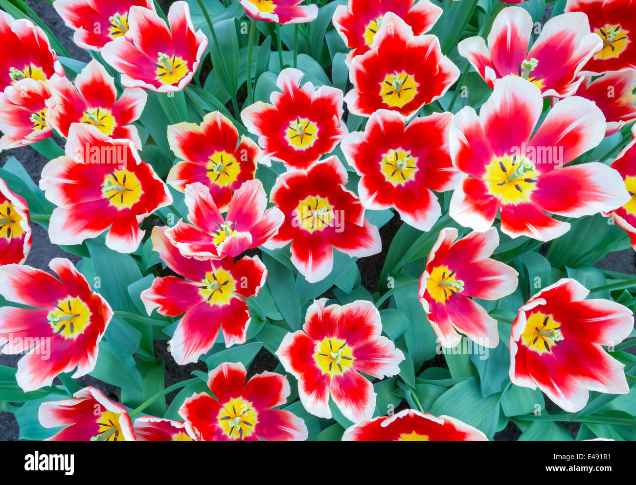 Horticulture group hi-res stock photography and images - Alamy