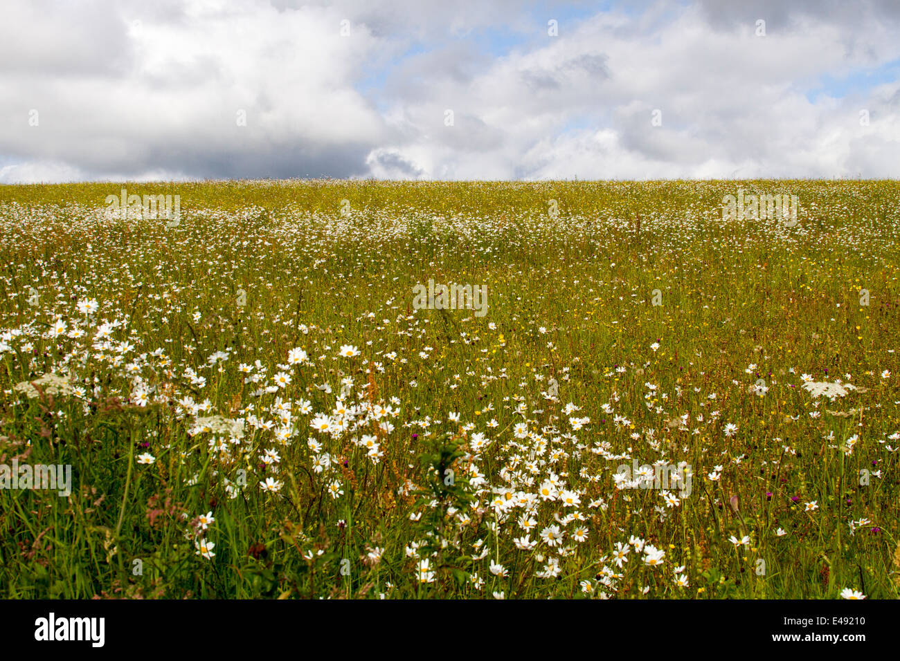 Daisy summer hi-res stock photography and images - Alamy