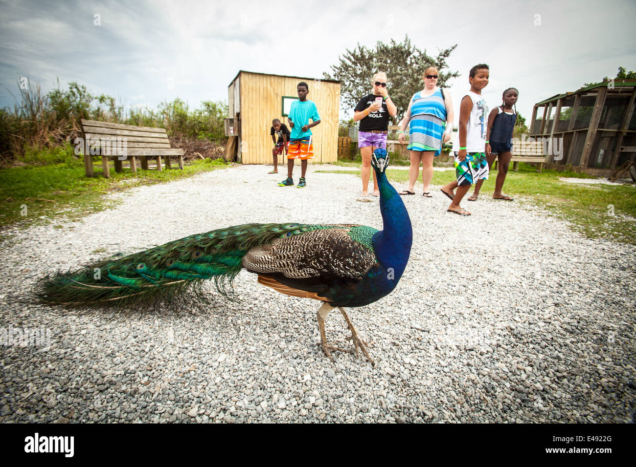 Visiting the Sawgrass Recreation Park in the Florida Everglades Stock ...