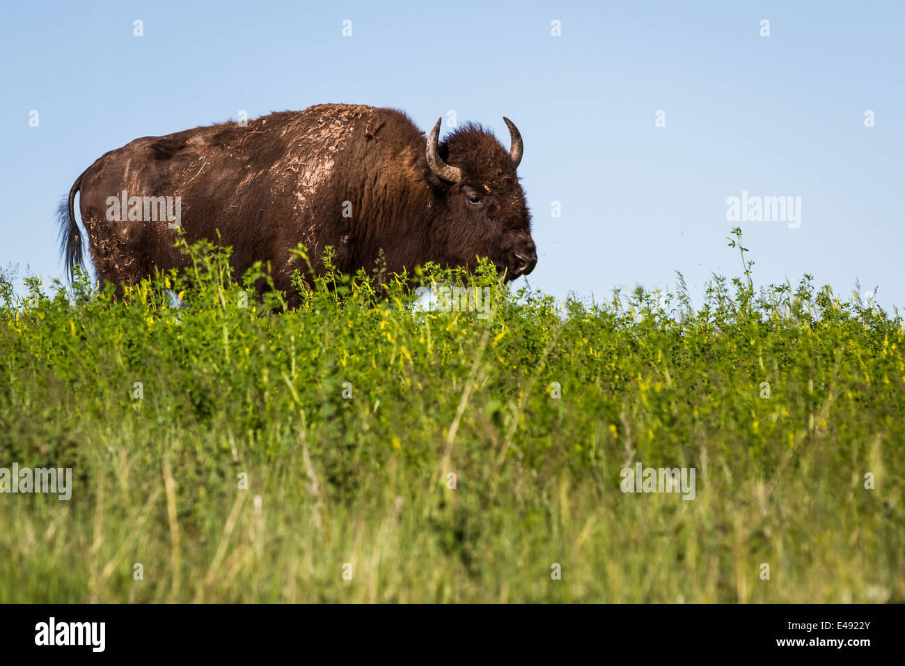American buffalo species of bison roam grassland hi-res stock ...