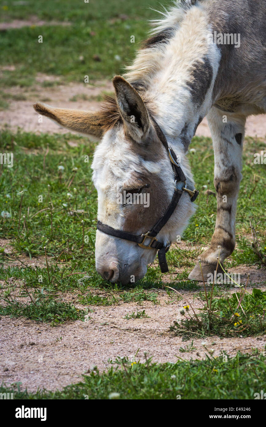 Farm burro hi-res stock photography and images - Alamy