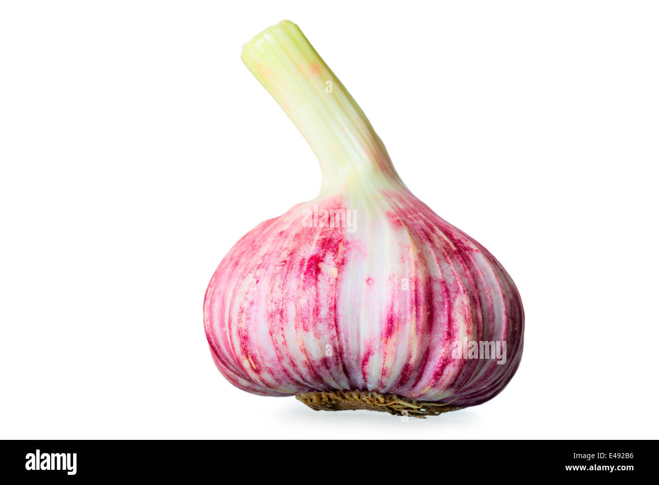 closeup garlic bulb on white background Stock Photo - Alamy