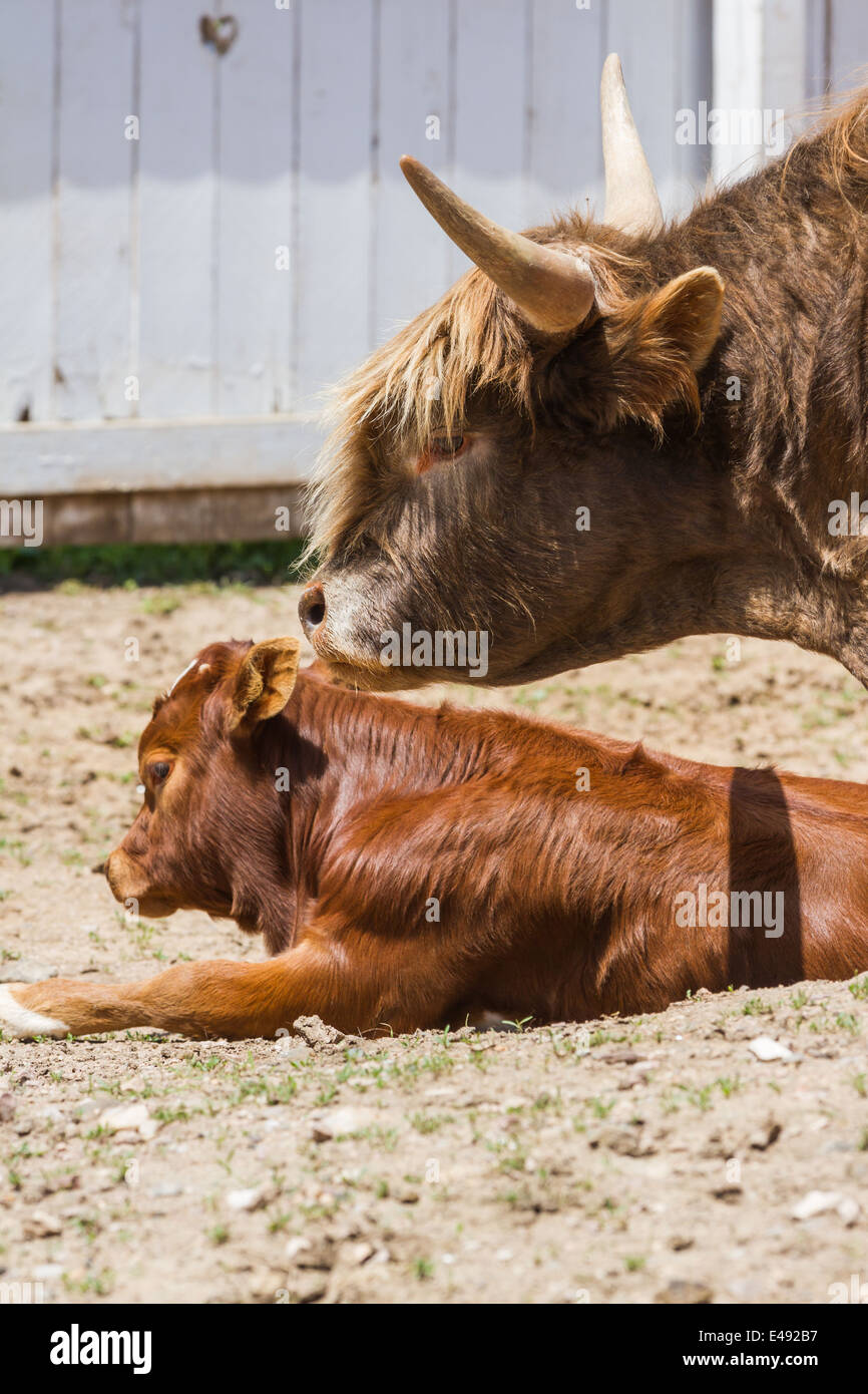 portrait of a highlands Bull and a calf behind him in a small farm ...