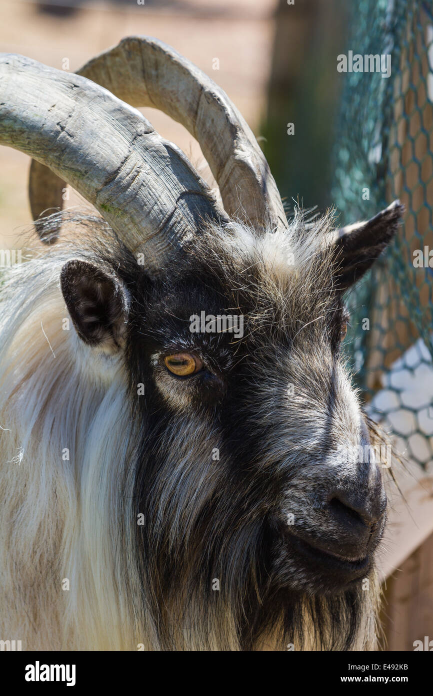 portrait of a farm goat in bright sunny conditions Stock Photo - Alamy