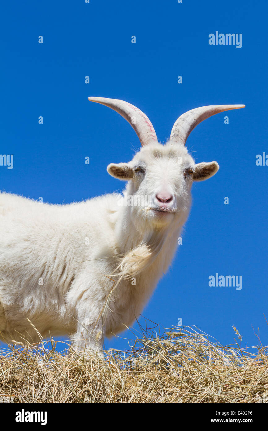 portrait of a farm goat against the blue morning sky Stock Photo - Alamy