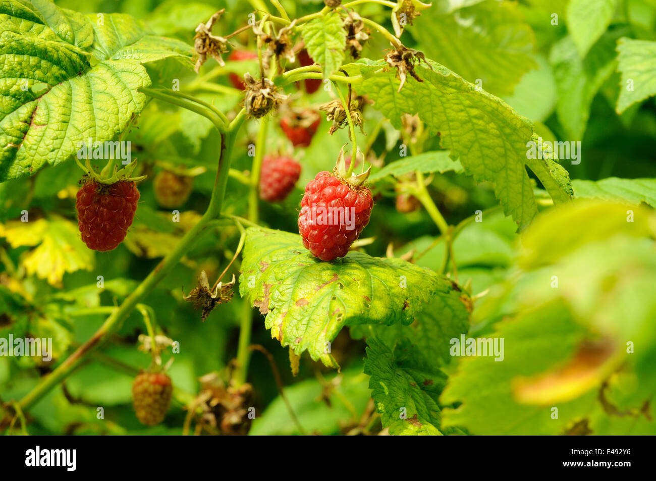 Ripe berry of raspberry on the bush Stock Photo - Alamy