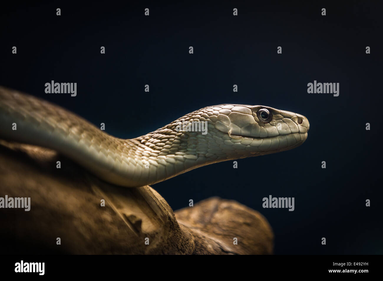 portrait of a snake crawling, on a log over a black background Stock ...