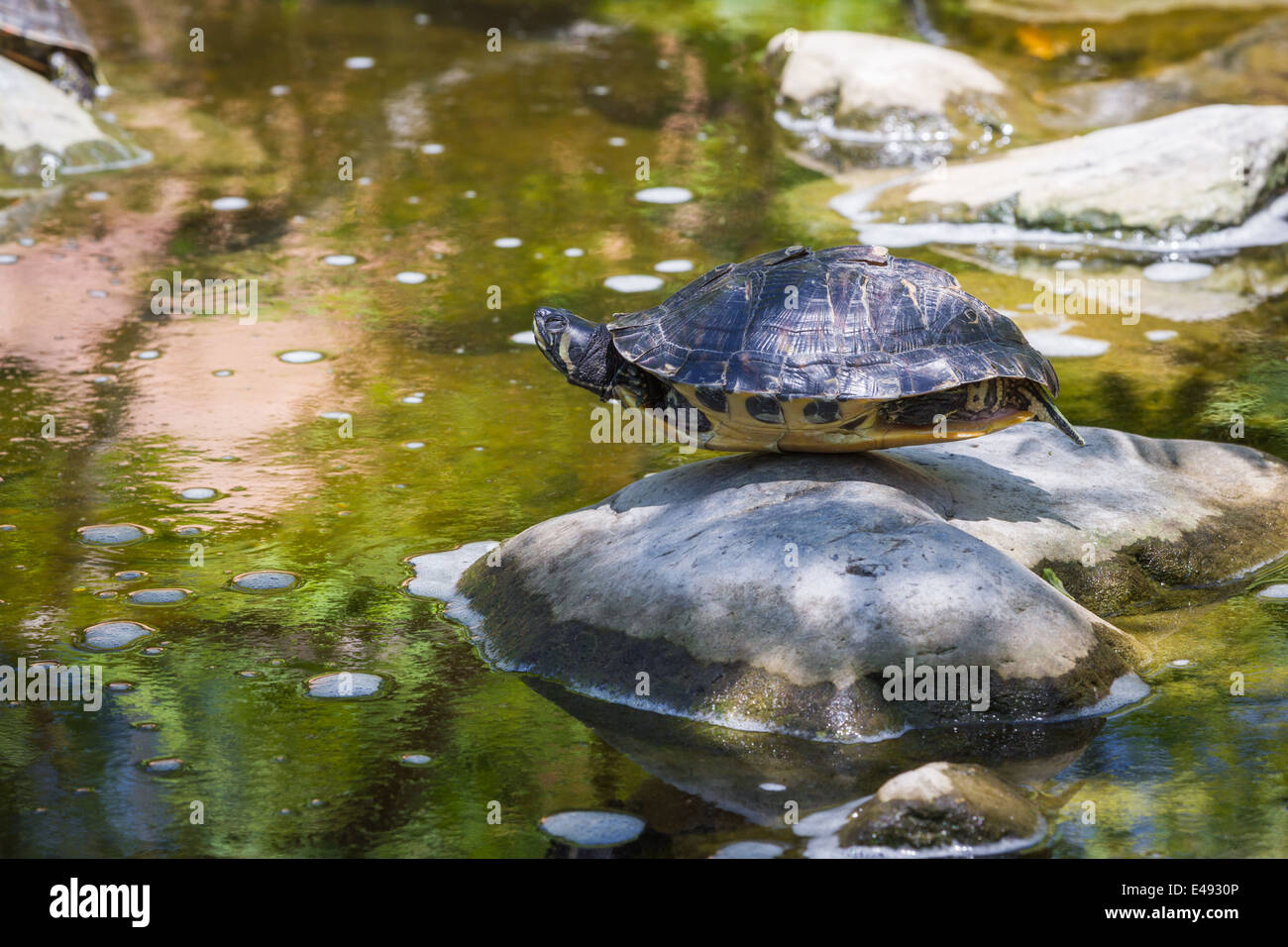 Retracted turtle hi-res stock photography and images - Alamy