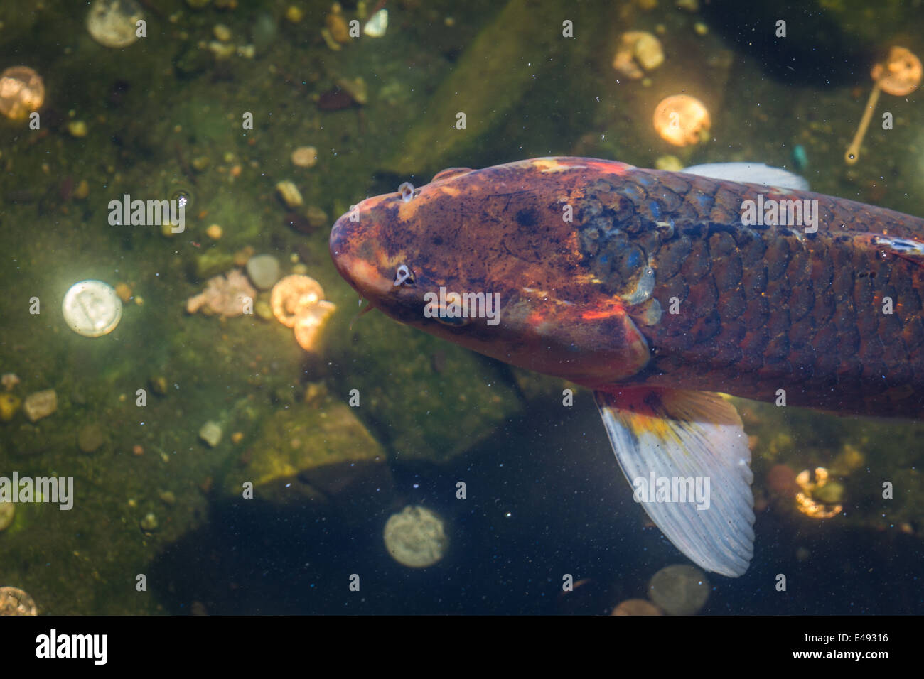 Pond fish coins hi-res stock photography and images - Alamy