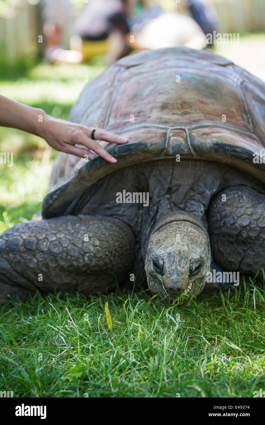 close up of a giant galapagos tortoise feeding on green grass Stock ...