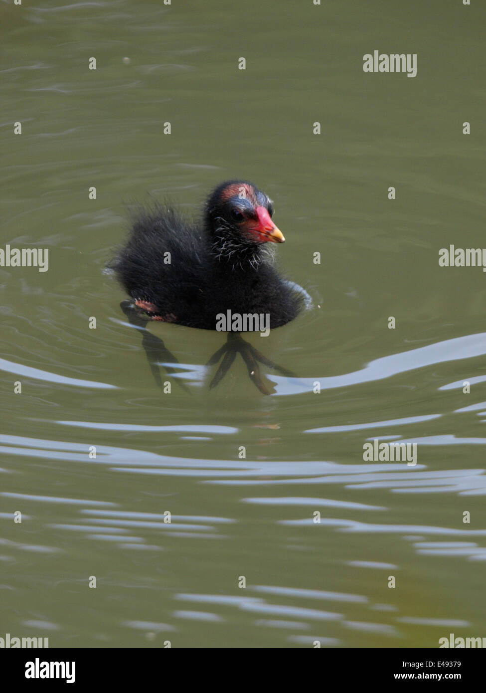 Moorhen Chick, Gallinula chloropus Stock Photo - Alamy