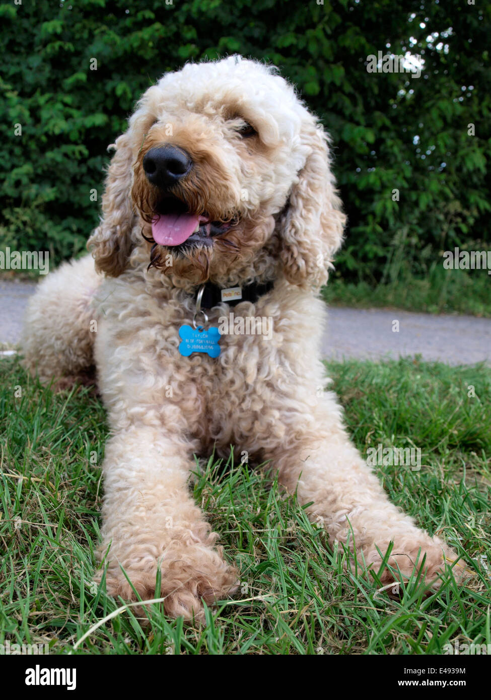 Lagotto romagnolo hi-res stock photography and images - Alamy