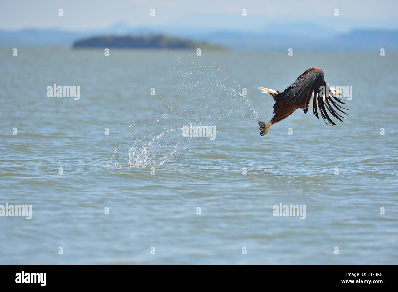 African Fish-Eagle - African Sea-Eagle (Haliaeetus vocifer) catching in ...