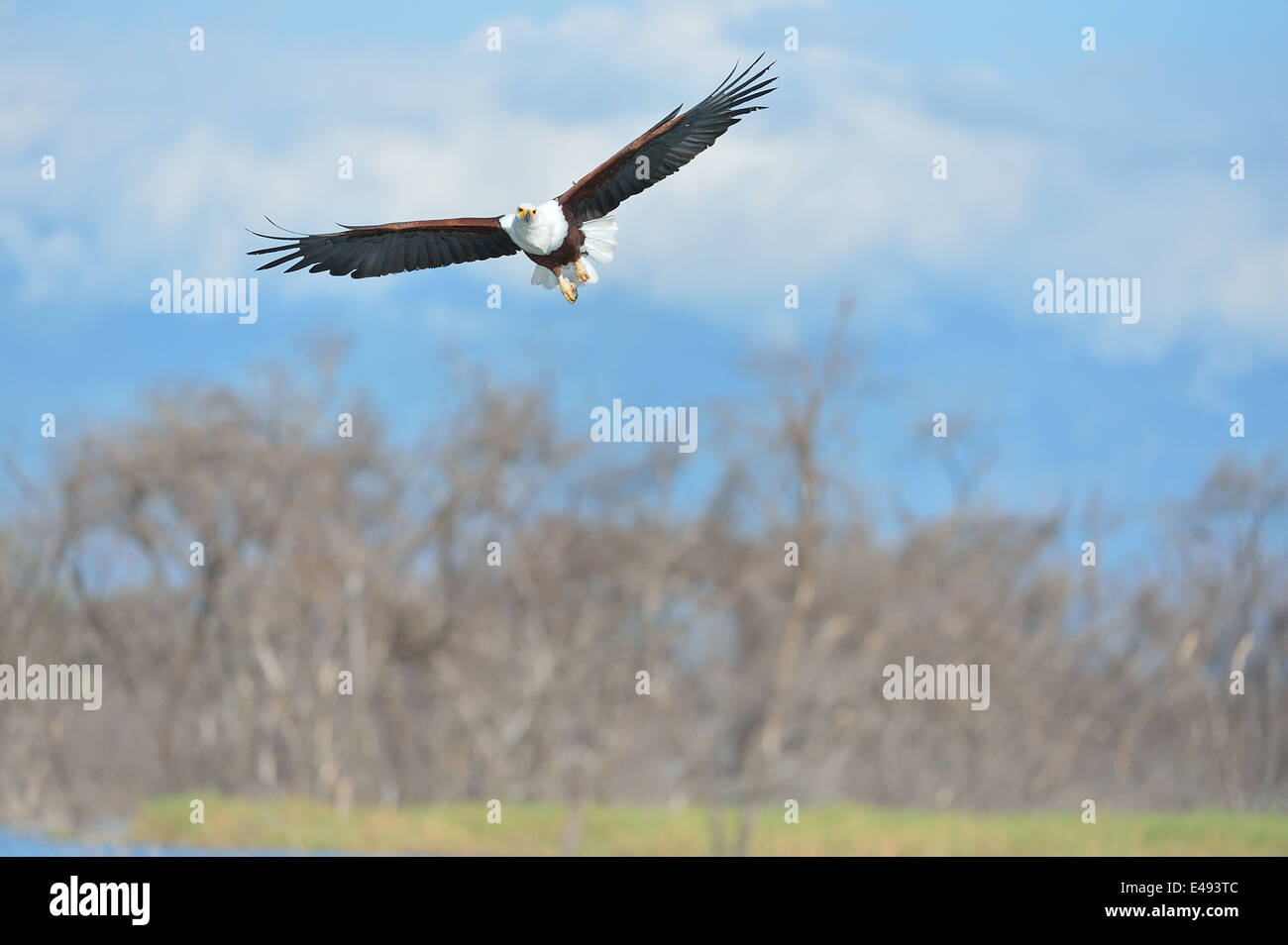 African Fish-Eagle - African Sea-Eagle (Haliaeetus vocifer) in flight ...
