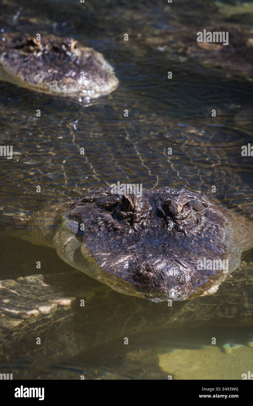 Alligator infested water hi-res stock photography and images - Alamy