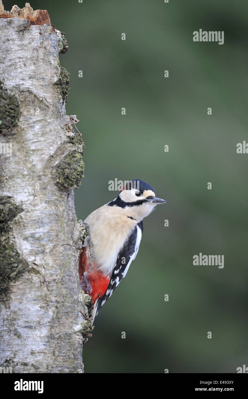 Great Spotted Woodpecker (Dendrocopos major - Dendrocopus major ...