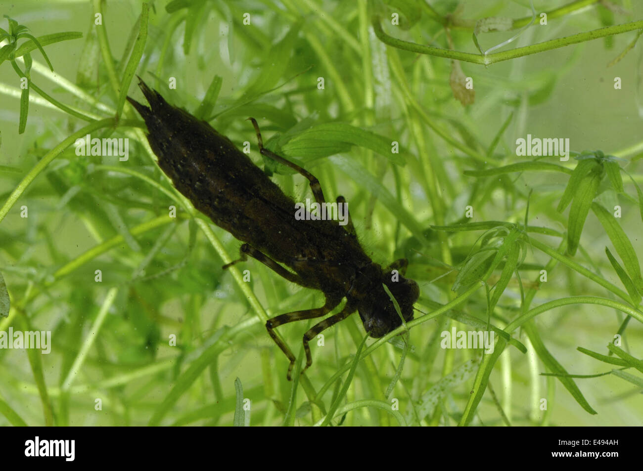 Dragonfly Nymph Under Water High Resolution Stock Photography and ...