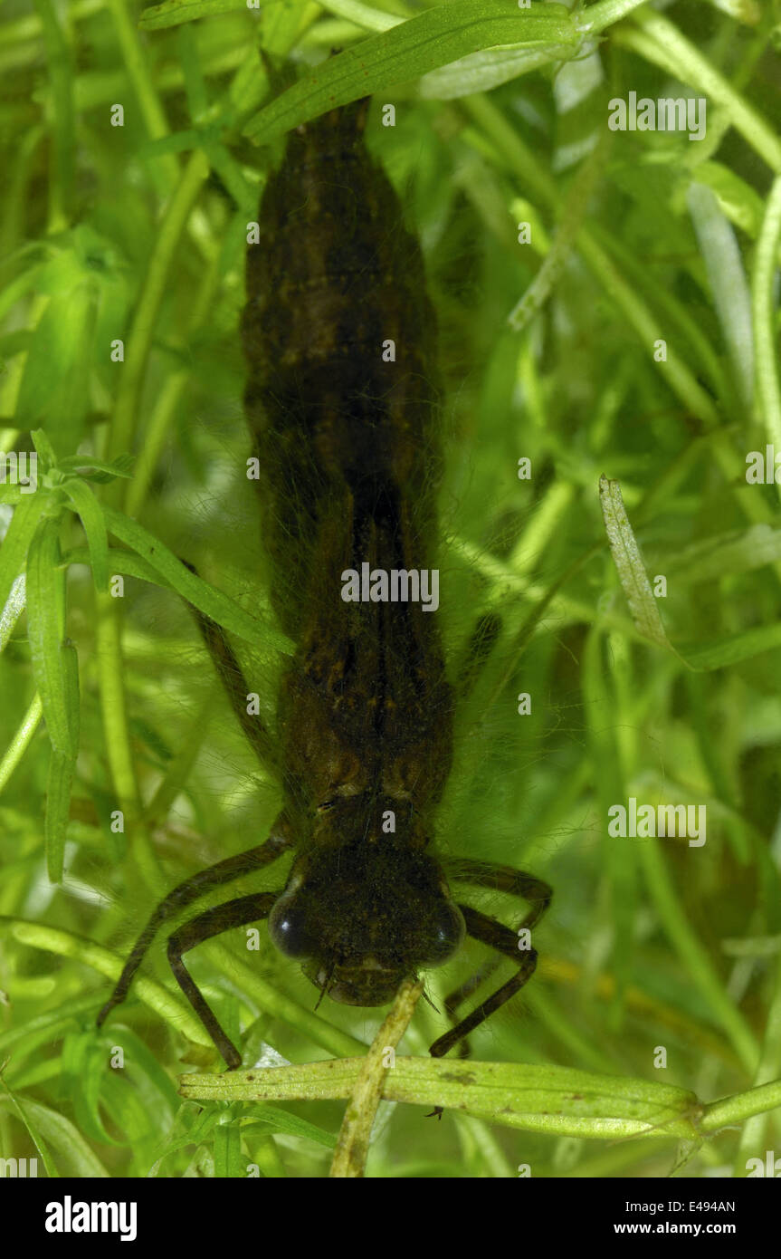 Dragonfly larvae under water hi-res stock photography and images - Alamy