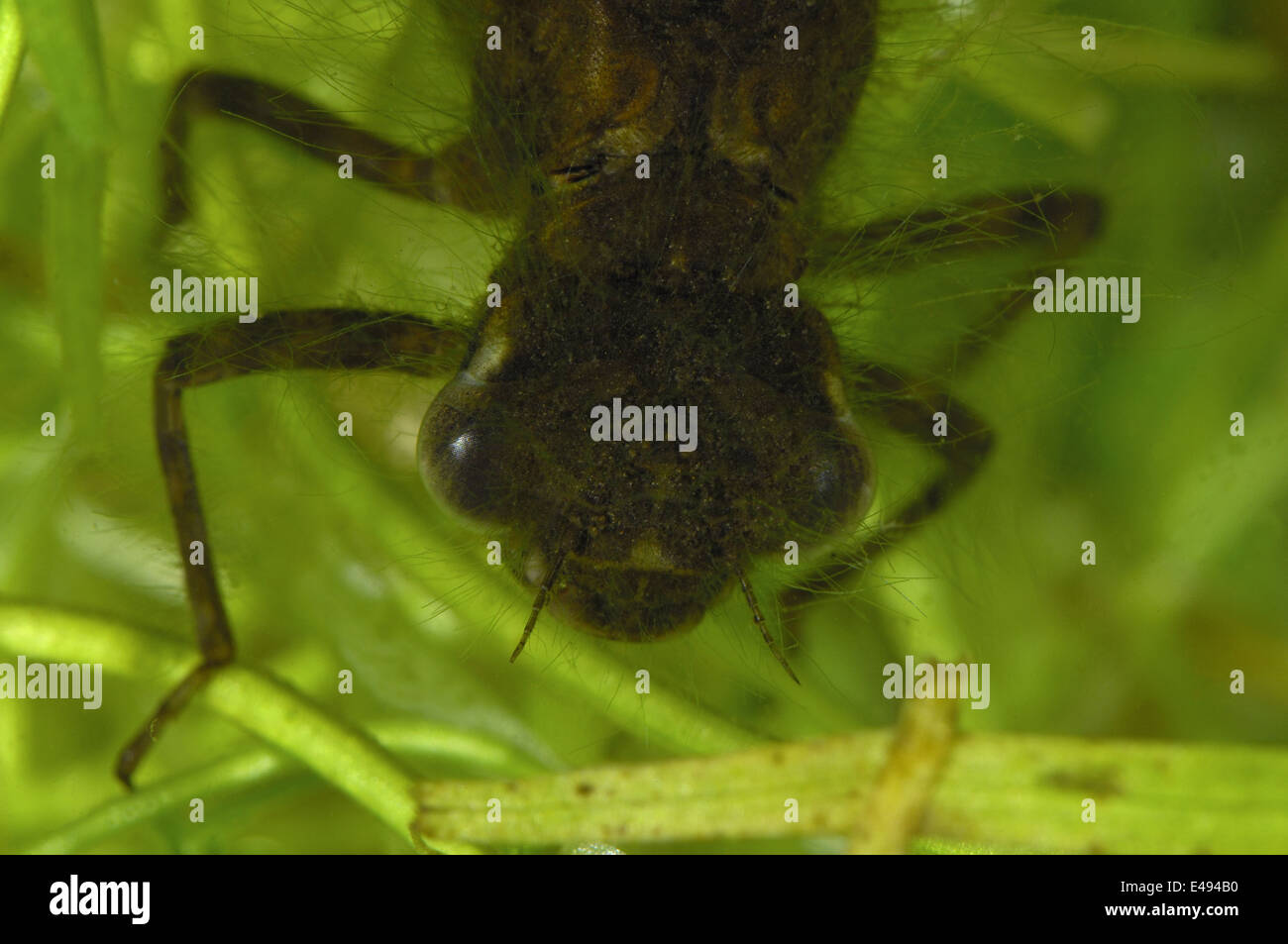 Dragonfly larvae under water hi-res stock photography and images - Alamy